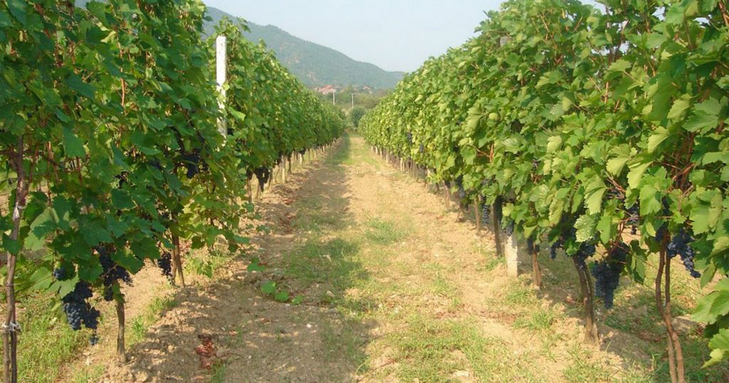 ДЕНЕСКА Е СВ. ТРИФУН И СВ. ВАЛЕНТИН Почнува закројувањето на лозјето ...