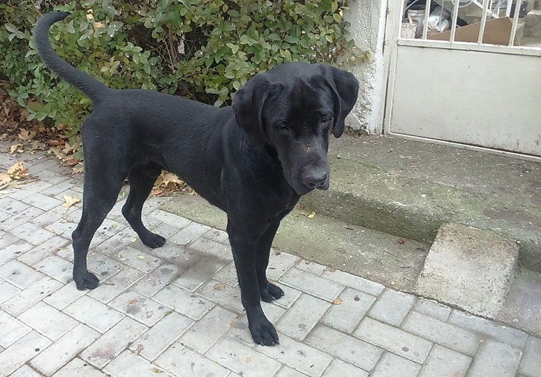 ЌЕРКАТА КАЈ МАМА, СИНОТ КАЈ ТАТО Брачна двојка судски го подели ...