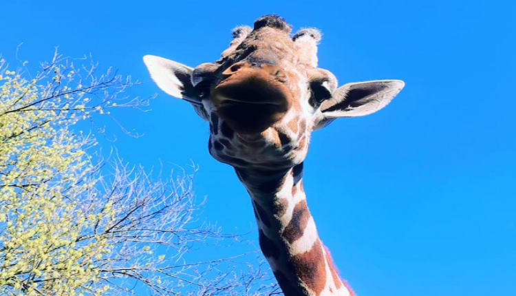 📽 СЕ РОДИ ЖИРАФА КАКО НИТУ ЕДНА ДРУГА ВО СВЕТОТ! Зоолошка градина во ...