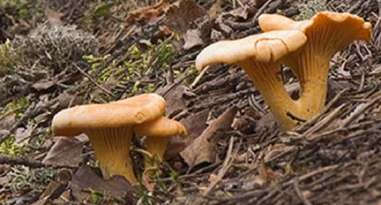 ПРОНАЈДЕНА Е ИЗГУБЕНАТА БЕРАЧКА НА ПЕЧУРКИ Потрагата траела цела ноќ ...