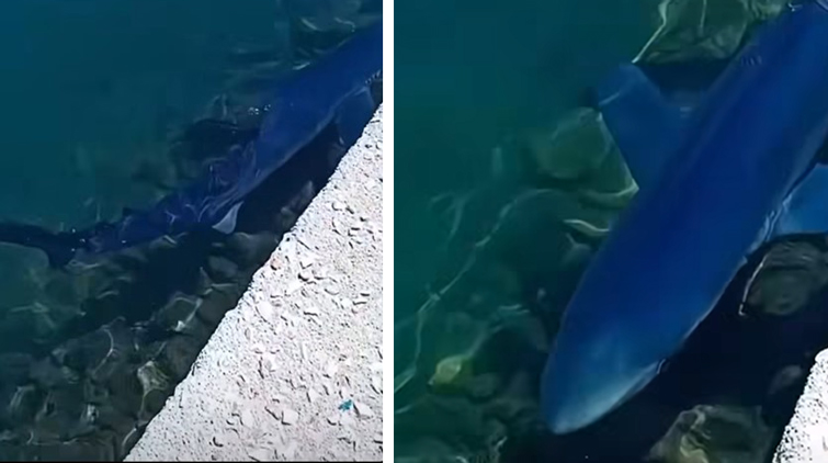 📽 АЈКУЛИ ВО 2 ПОЗНАТИ ЛЕТУВАЛИШТА ВО ГРЦИЈА Едната се појавила за ...